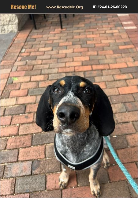 ADOPT 24012600228 ~ Bluetick Coonhound Rescue ~ Richardson, TX