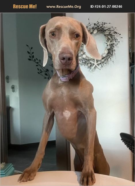 ADOPT 24012700246 ~ Weimaraner Rescue ~ Perris, CA