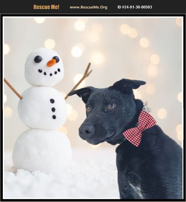 ADOPT 24013000503 ~ Border Collie Rescue ~ Mount Laurel, NJ