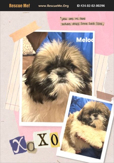 Adopt Shih Tzu Rescue Lakeview Ca