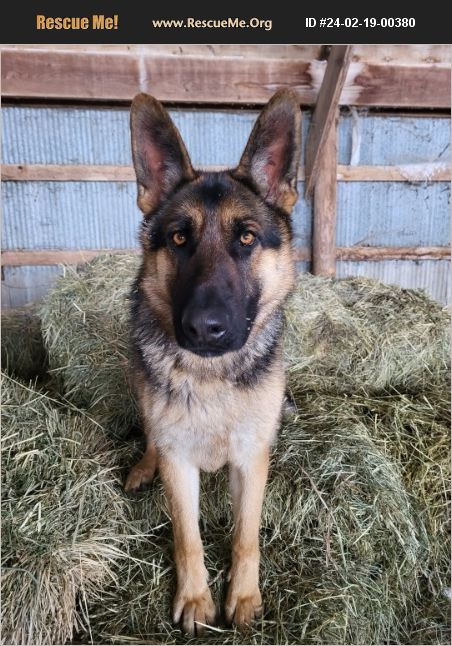German Shepherd Rescue Iowa