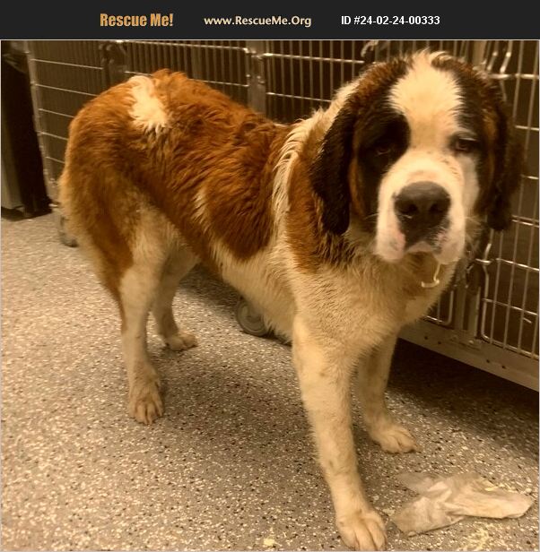 ADOPT 24022400333 Saint Bernard Rescue Pomona CA