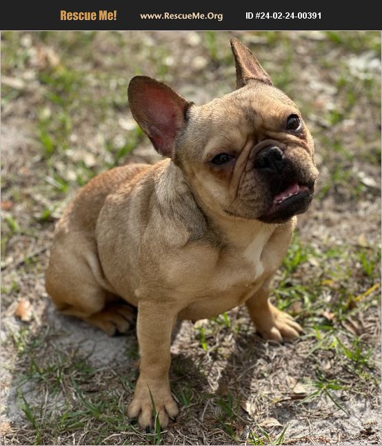 ADOPT 24022400391 ~ French Bulldog Rescue ~ Titusville, FL