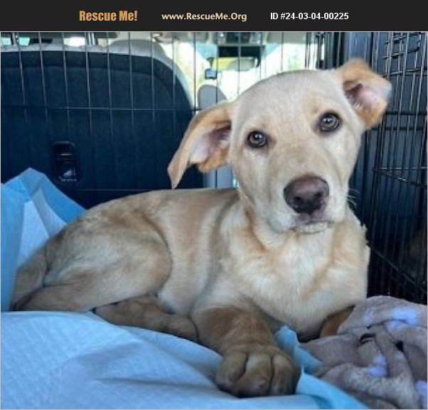 ADOPT 24030400225 ~ Lab Rescue ~ Mount Laurel, NJ
