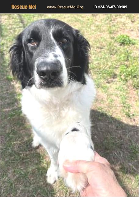 English Springer Spaniel Rescue Florida