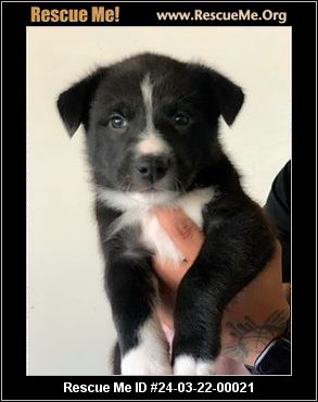 California Australian Kelpie Rescue Adoptions Rescue Me