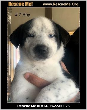 California Australian Kelpie Rescue Adoptions Rescue Me