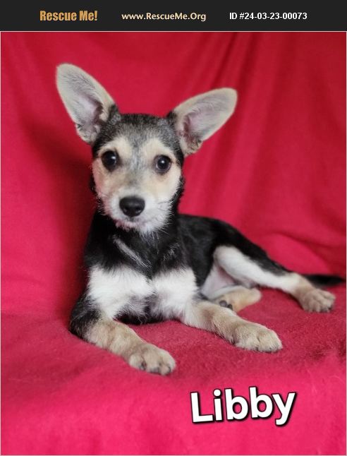 ADOPT 24032300073 ~ Chihuahua Rescue ~ Newark, DE