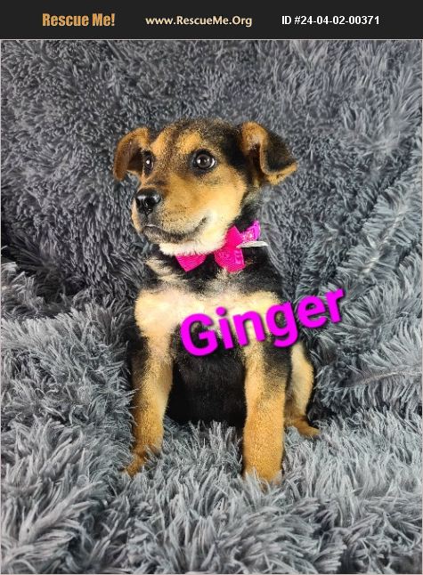 ADOPT 24040200371 ~ German Shepherd Rescue ~ Newark, DE