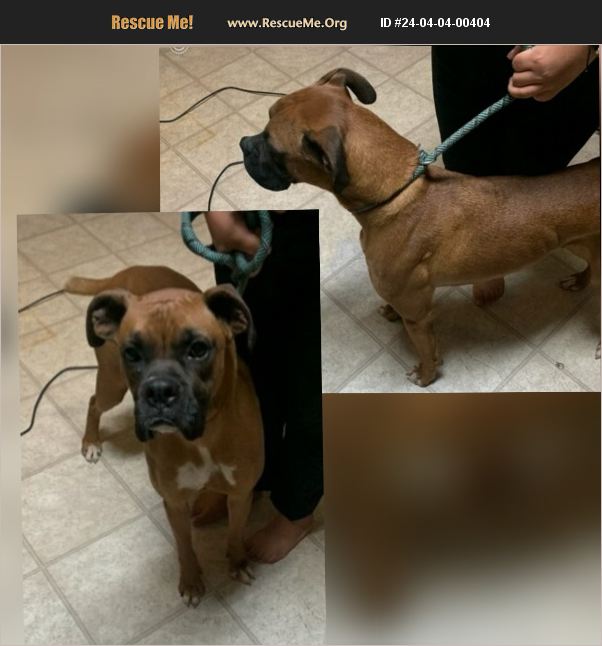 ADOPT 24040400404 Boxer Rescue Coppell TX