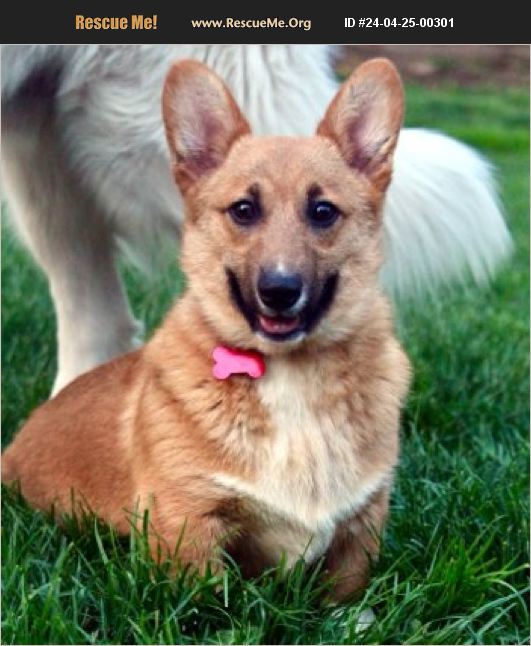 ADOPT 24042500301 ~ Corgi Rescue ~ Bedford Hills, NY