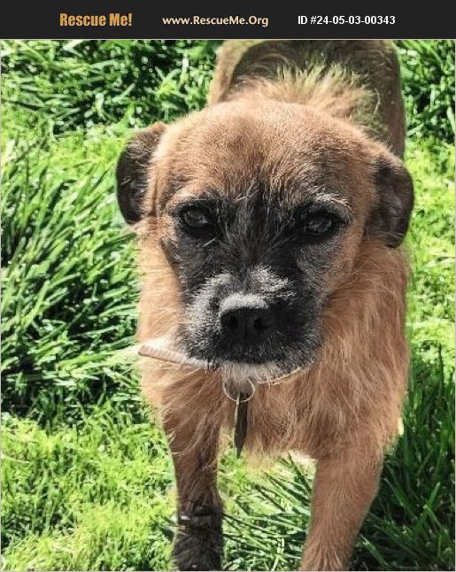 ADOPT 24050300343 ~ Border Terrier Rescue ~ Mead, CO