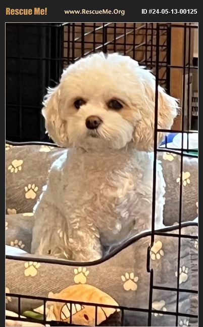ADOPT 24051300125 ~ Bichon Frise Rescue ~ Suffolk County, NY