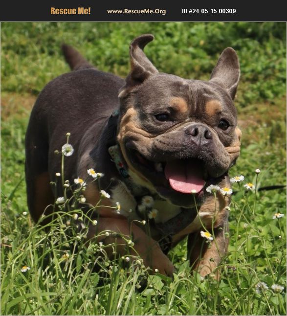 ADOPT 24051500309 ~ French Bulldog Rescue ~ Fort Myers, FL