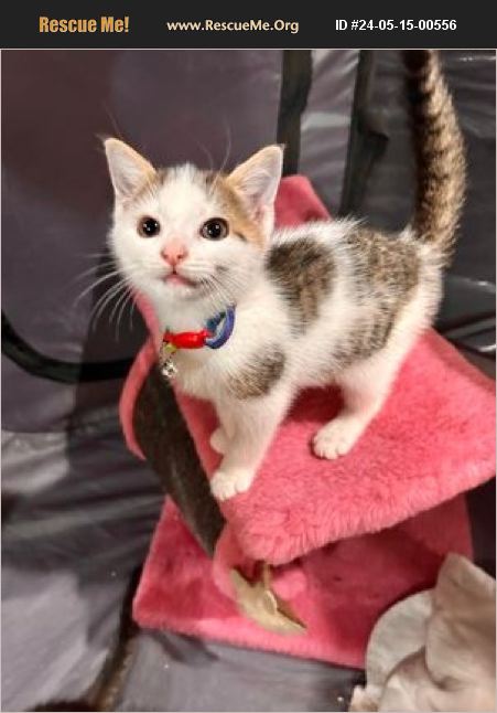 ADOPT 24051500556 ~ American Shorthair Rescue ~ Bethel, CT