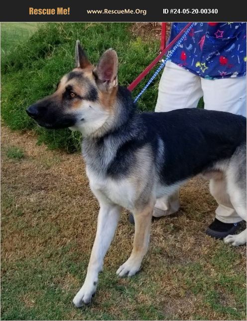German Shepherd Rescue Seattle
