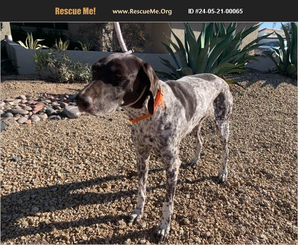 ADOPT 24052100065 ~ German Shorthaired Pointer Rescue ~ Tempe, AZ