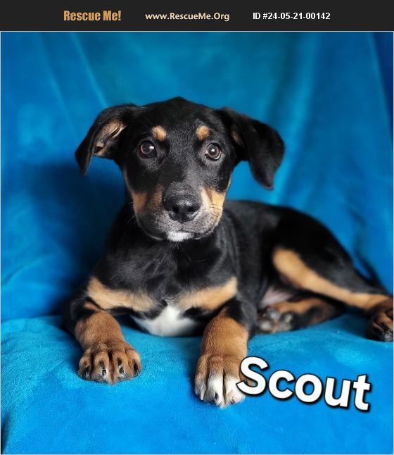 ADOPT 24052100142 ~ German Shepherd Rescue ~ Newark, DE