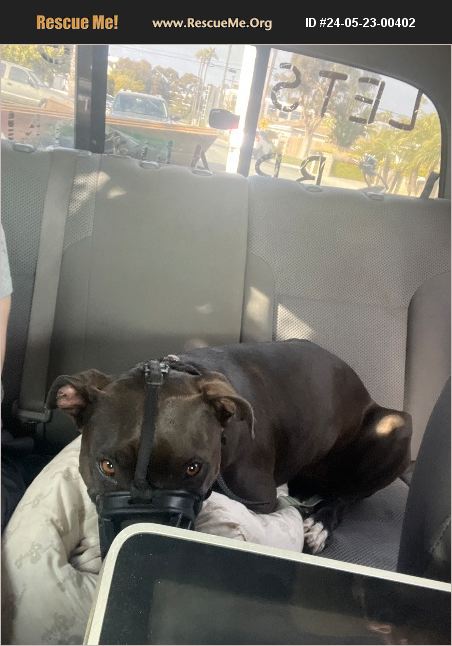 ADOPT 24052300402 ~ Manchester Terrier Rescue ~ Huntington Beach, CA