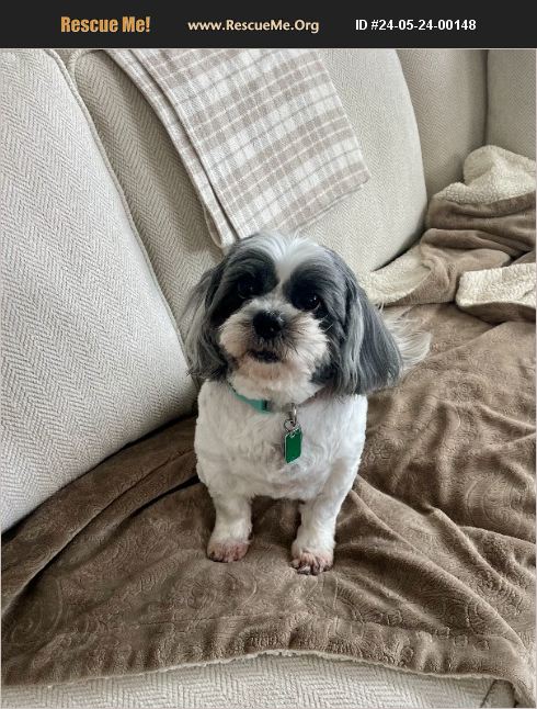 ADOPT 24052400148 ~ Shih Tzu Rescue ~ Venice, FL