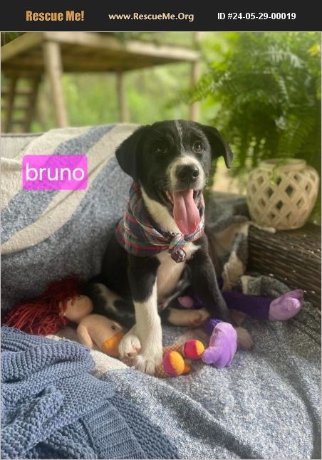 ADOPT 24052900019 ~ Lab Rescue ~ Seattle, WA