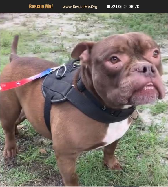 ADOPT 24060200178 ~ Bulldog Rescue ~ fort lauderdale, FL