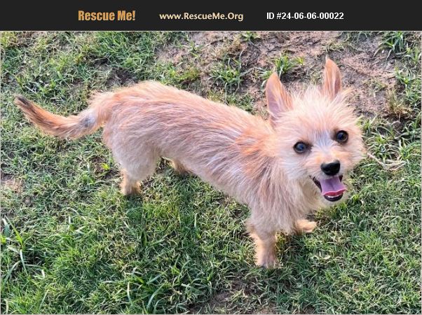 ADOPT 24060600022 Chihuahua Rescue Lorena TX