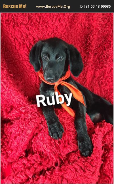 ADOPT 24061800085 ~ Lab Rescue ~ Newark, DE