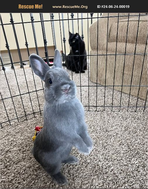 ADOPT 24062400019 ~ Rabbit Rescue ~ Salt Lake City, UT