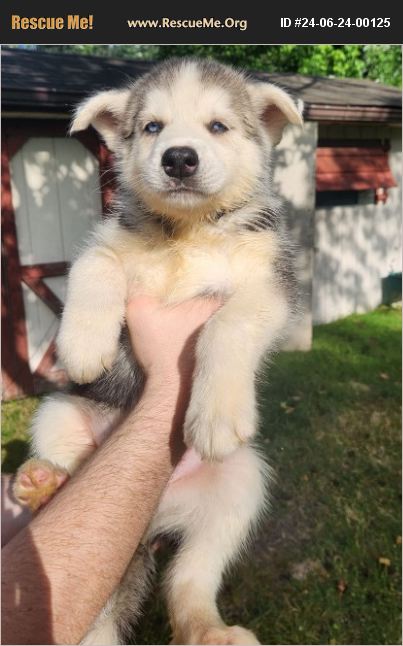 Adopt Siberian Husky Rescue Elyria Oh