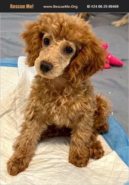 Poodle Rescue Los Angeles