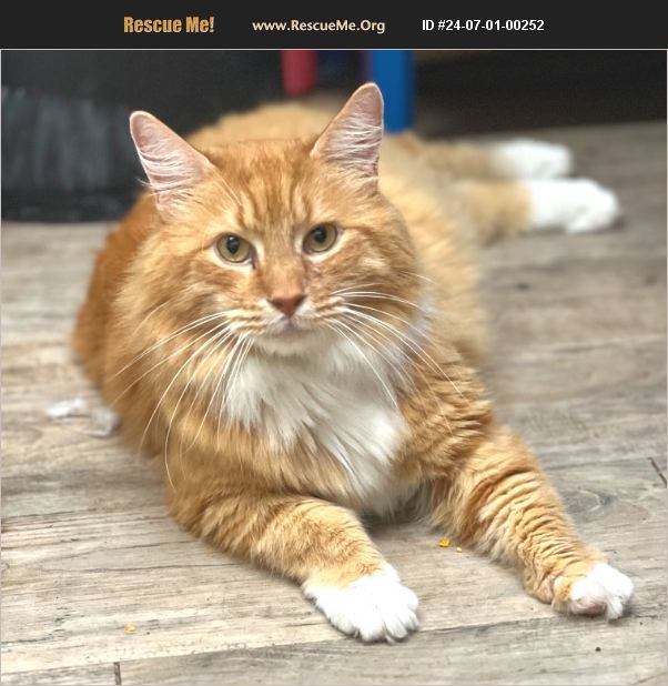 ADOPT 24070100252 ~ Maine Coon Rescue ~ Sautee Nacoochee, GA