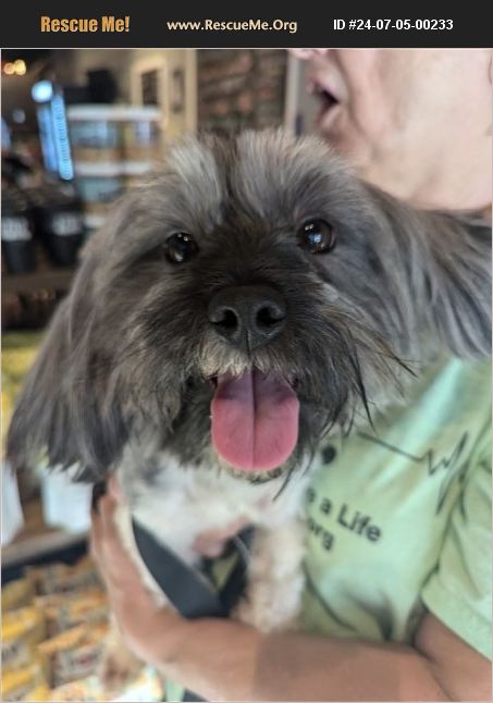 ADOPT 24070500233 ~ Shih Tzu Rescue ~ Roxboro, NC