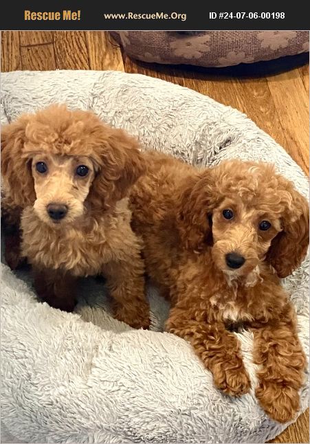 Poodle Rescue Los Angeles