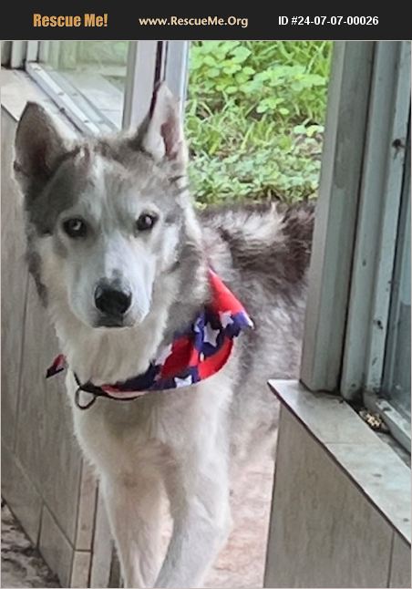 Adopt Siberian Husky Rescue New Smyrna Beach Fl