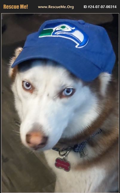 Adopt Siberian Husky Rescue Peoria Az