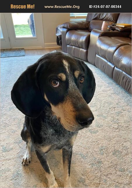 ADOPT 24070700344 Bluetick Coonhound Rescue Arnold MO