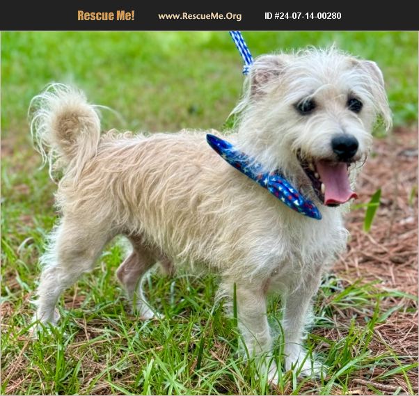 ADOPT 24071400280 ~ Cairn Rescue ~ Jesup, GA