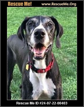 Pennsylvania Great Dane Rescue Adoptions Rescue Me