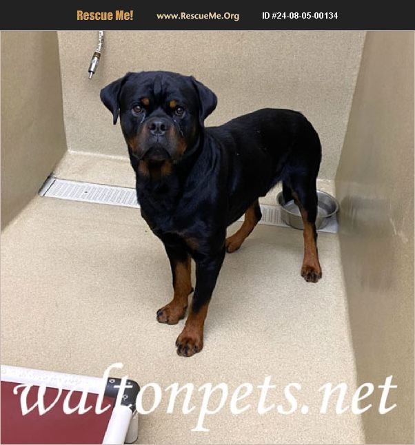 ADOPT 24080500134 ~ Rottweiler Rescue ~ Monroe, GA