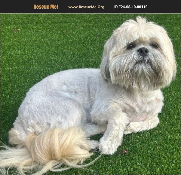 Adopt 24081000119 ~ Shih Tzu Rescue ~ Dallas Tx