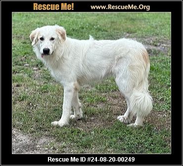 Great Pyrenees Rescue Florida