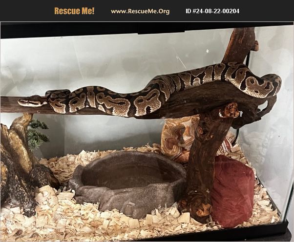 ADOPT 24082200204 ~ Reptile/Amphibian Rescue ~ Summerville, SC