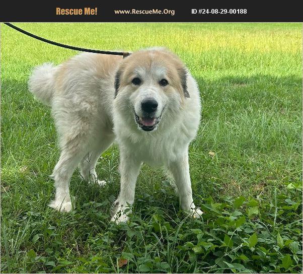 Great Pyrenees Rescue Florida