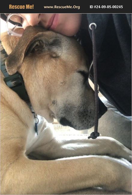 ADOPT 24090500245 ~ Mastiff Rescue ~ Chico, CA