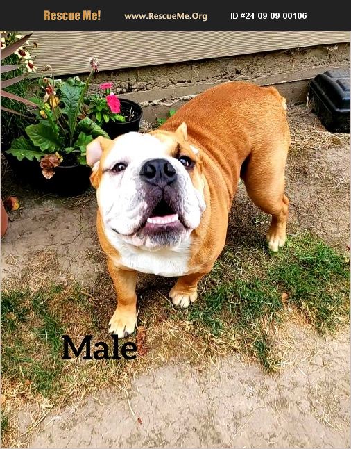 ADOPT 24090900106 ~ Bulldog Rescue ~ Marion County, OR