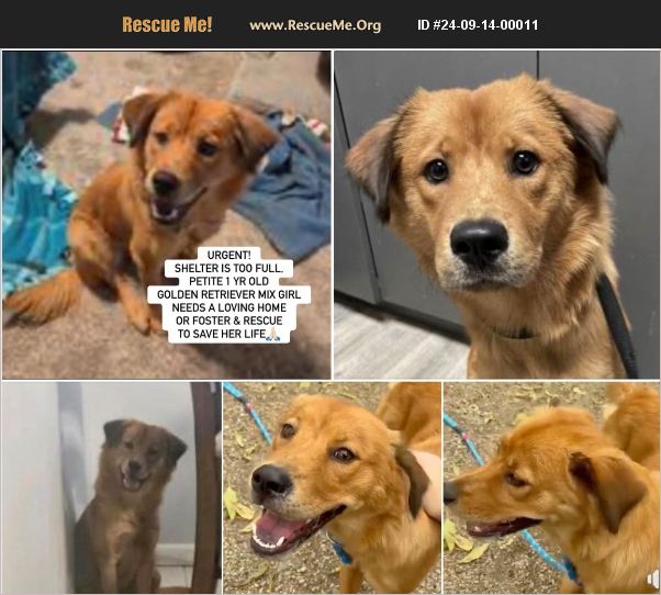 Redlands Animal Shelter Adoption