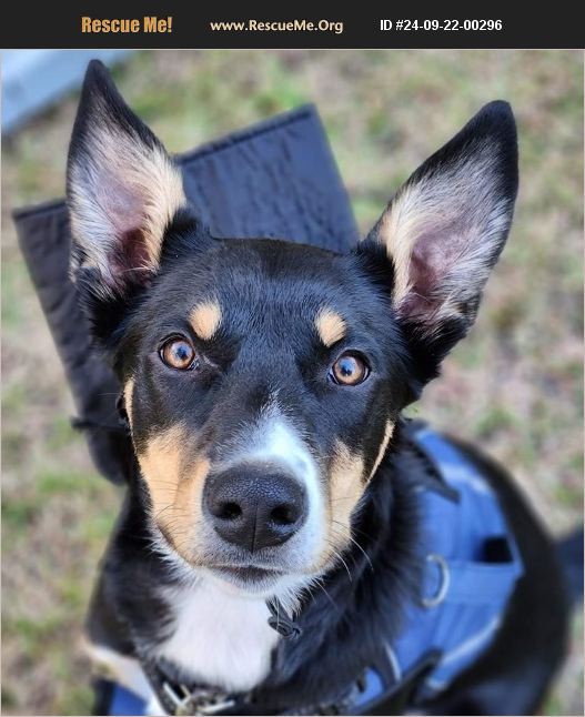 ADOPT 24092200296 ~ Australian Kelpie Rescue ~ Sanctuary Point,