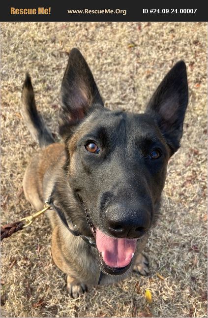 Belgian Malinois Rescue Arizona