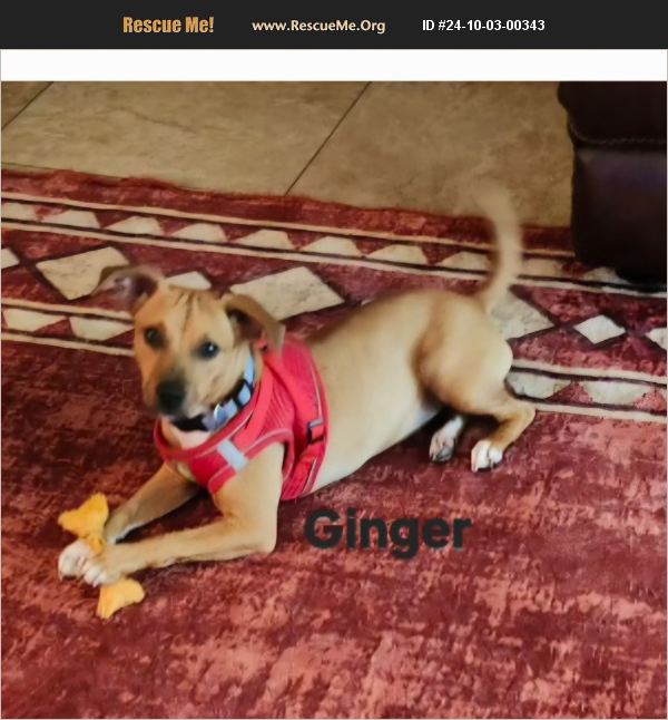 ADOPT 24100300343 ~ Basenji Rescue ~ New Port Richey, FL